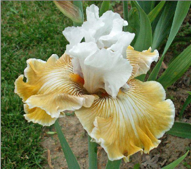 Photo of the bloom of Tall Bearded Iris (Iris 'Baby I Love You') posted ...