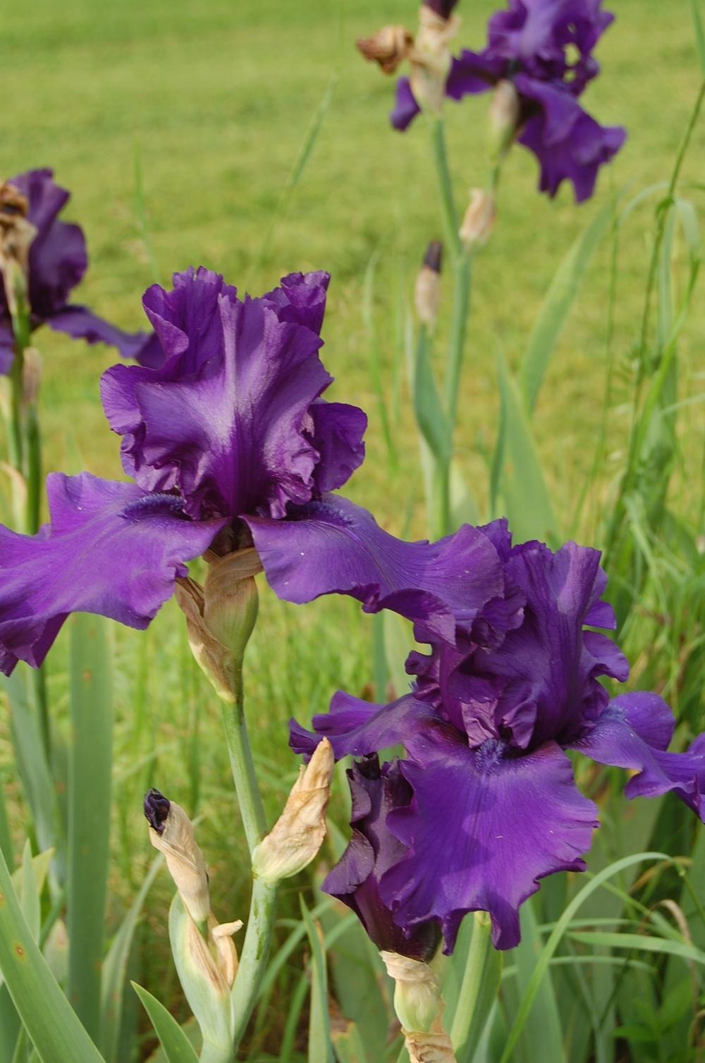 Photo of the bloom of Tall Bearded Iris (Iris 'Dusky Challenger ...