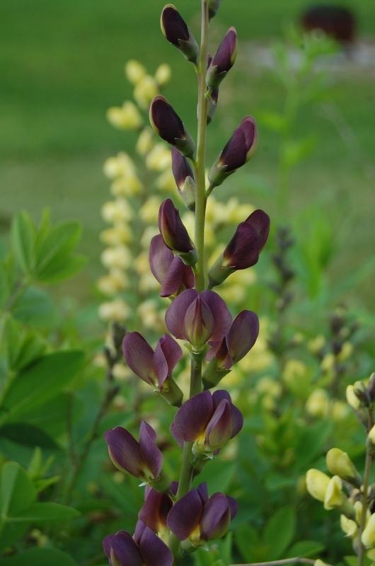 Baptisias: Plant Care and Collection of Varieties - Garden.org