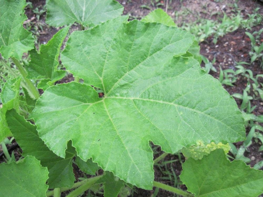 Photo of the leaves of Summer Squash (Cucurbita pepo 'Early Prolific ...