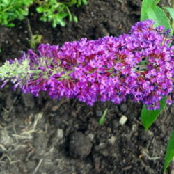 Butterfly Bush (Buddleja Buzz™ Magenta Improved) in the Butterfly ...
