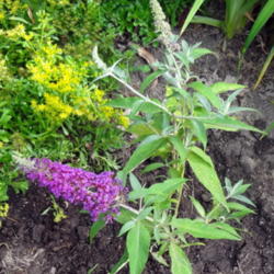 Butterfly Bush (Buddleja Buzz™ Magenta Improved) in the Butterfly ...