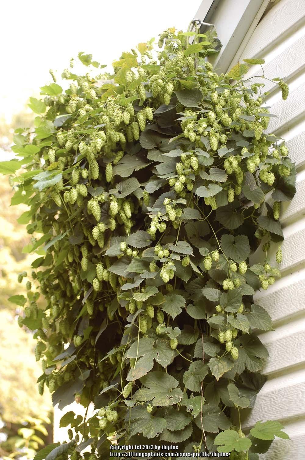Hops (Humulus lupulus 'Cascade') - Garden.org