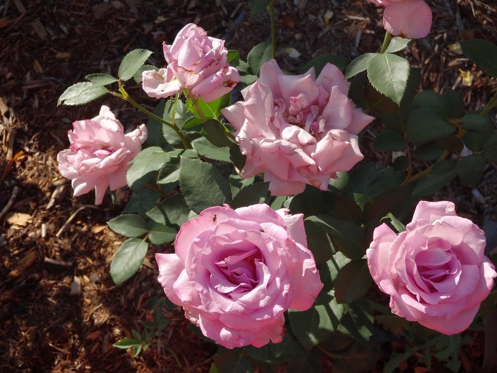 Photo of the entire plant of Rose (Rosa 'Koelner Karneval') posted by ...