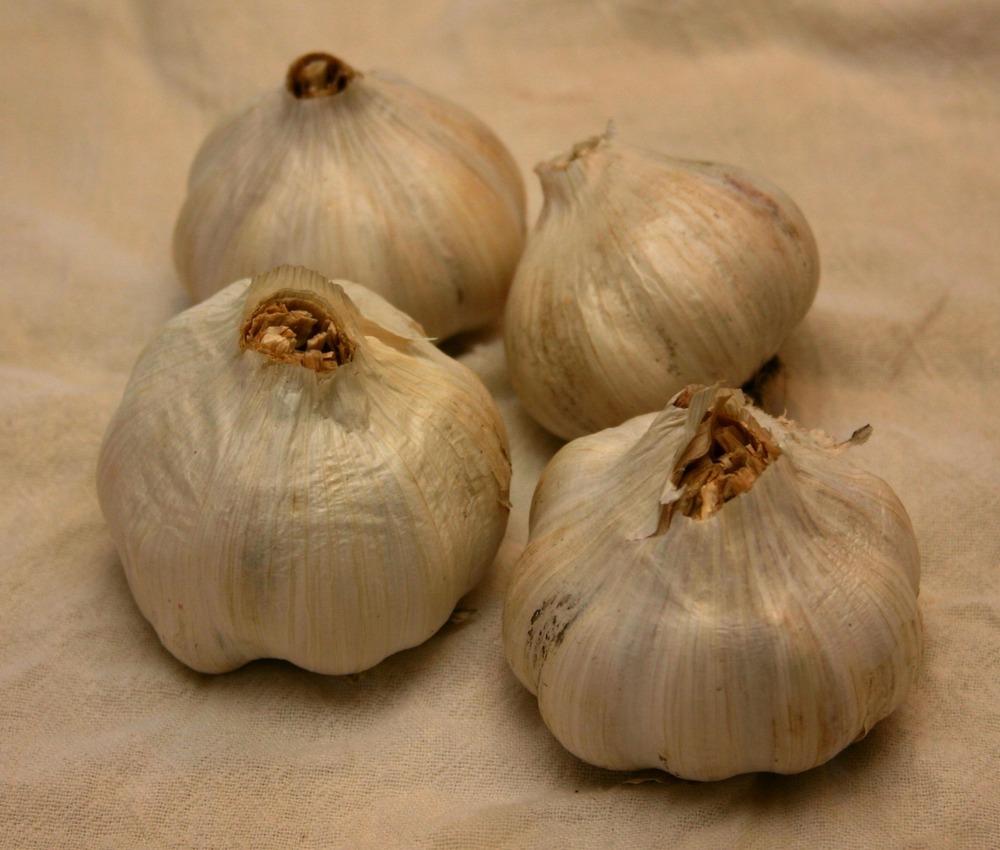 Garlic (Allium sativum 'Uzbek Turban') in the Garlic Database - Garden.org