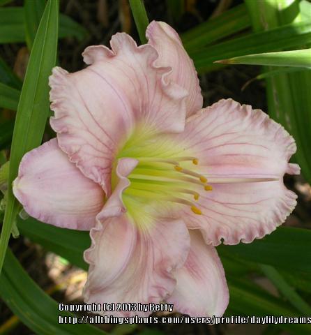 Daylily (Hemerocallis 'Edith Vaughan') in the Daylilies Database ...