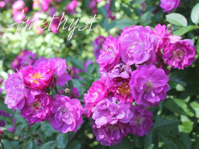 Photo of the bloom of Rose (Rosa 'Amethyste') posted by Cottage_Rose ...