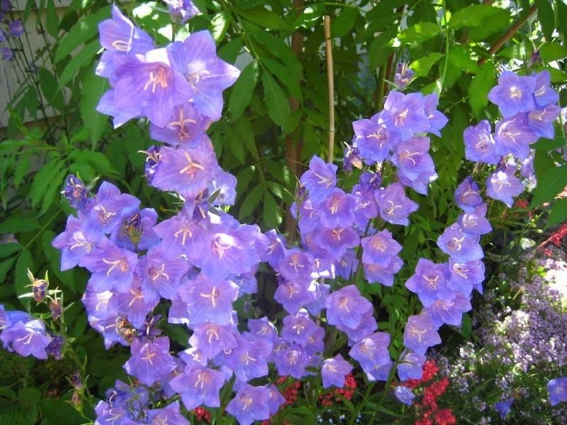 Peach-Leaf Bellflower (Campanula persicifolia 'Coerulea') in the ...