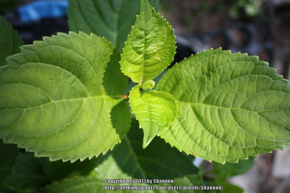 Hydrangea Macrophylla Leaf