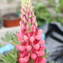 Photo of the bloom of Dwarf Lupine (Lupinus 'Gallery Red') posted by ...