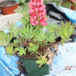 Photo of the bloom of Dwarf Lupine (Lupinus 'Gallery Red') posted by ...