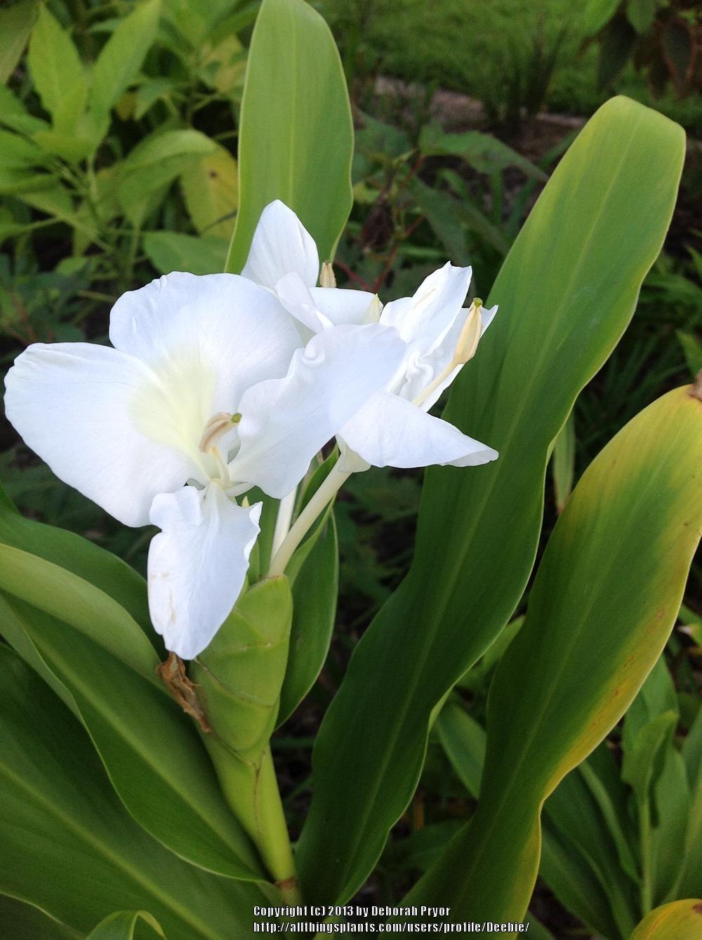 Photo of the leaves of Butterfly Ginger (Hedychium coronarium) posted ...