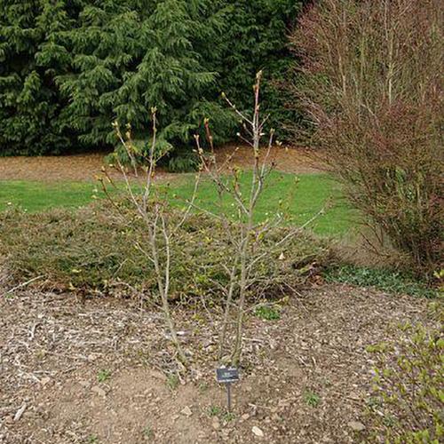Alnus alnobetula subsp. fruticosa - Garden.org
