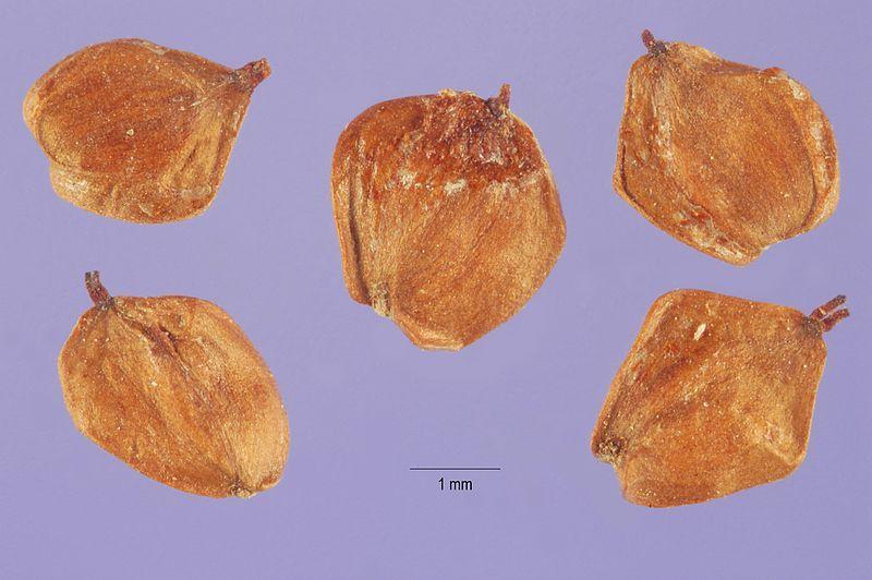 Photo of the seeds of Speckled Alder (Alnus incana subsp. rugosa ...