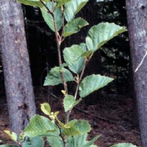 Green Alder (Alnus alnobetula subsp. alnobetula) - Garden.org