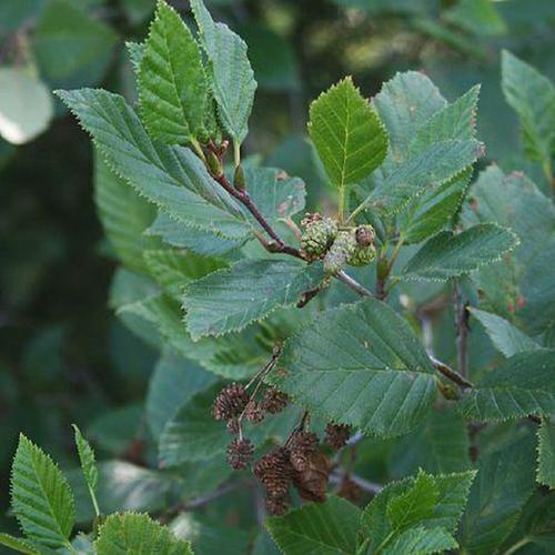 Sitka Alder (Alnus alnobetula subsp. sinuata) - Garden.org
