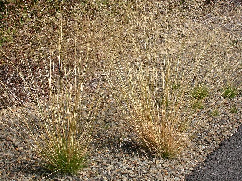 Rough Bentgrass (Agrostis scabra) - Garden.org