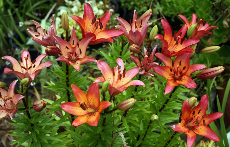 Photo of the bloom of Lily (Lilium 'Royal Sunset') posted by Calif_Sue ...