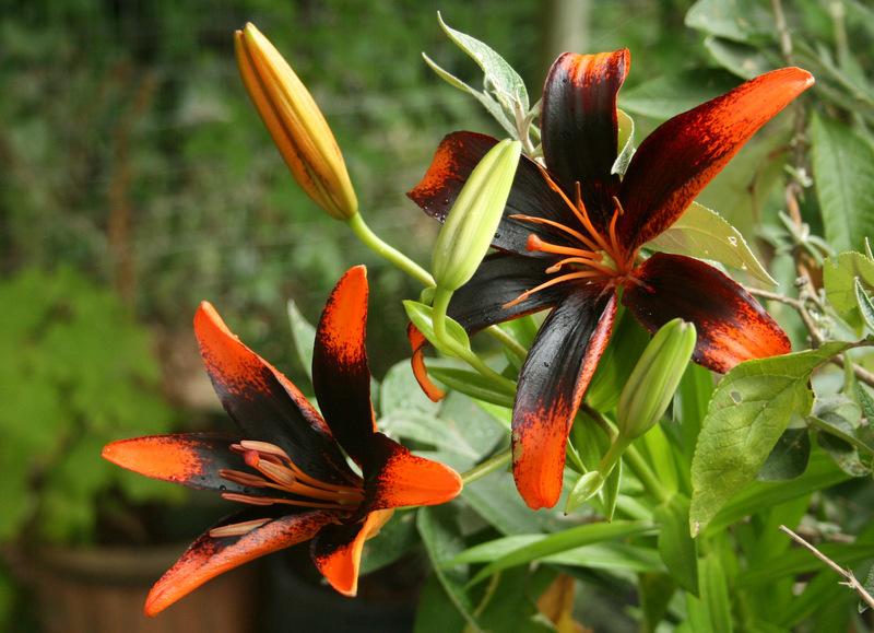 Lily (Lilium 'Bright Eyes') in the Lilies Database - Garden.org
