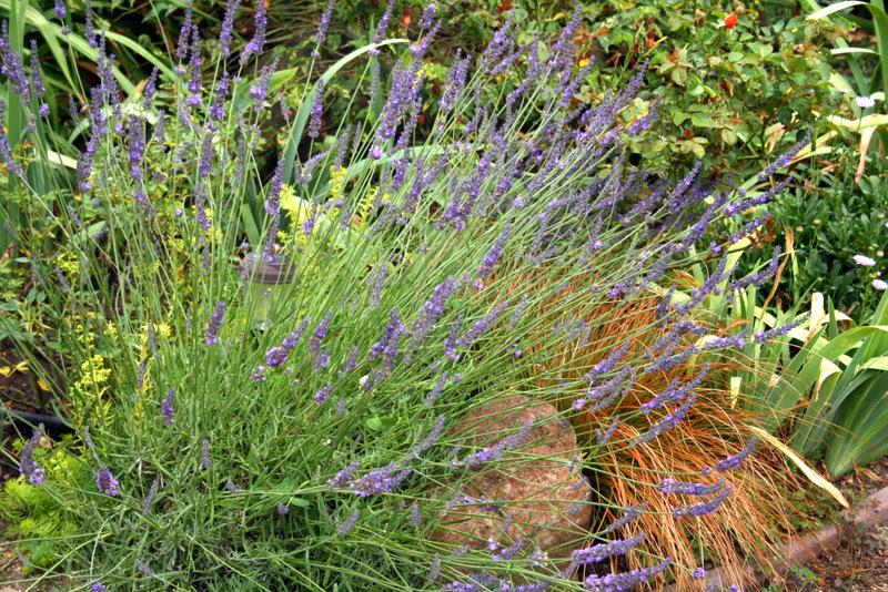 Lavender (Lavandula 'Dilly Dilly') in the Lavenders Database - Garden.org