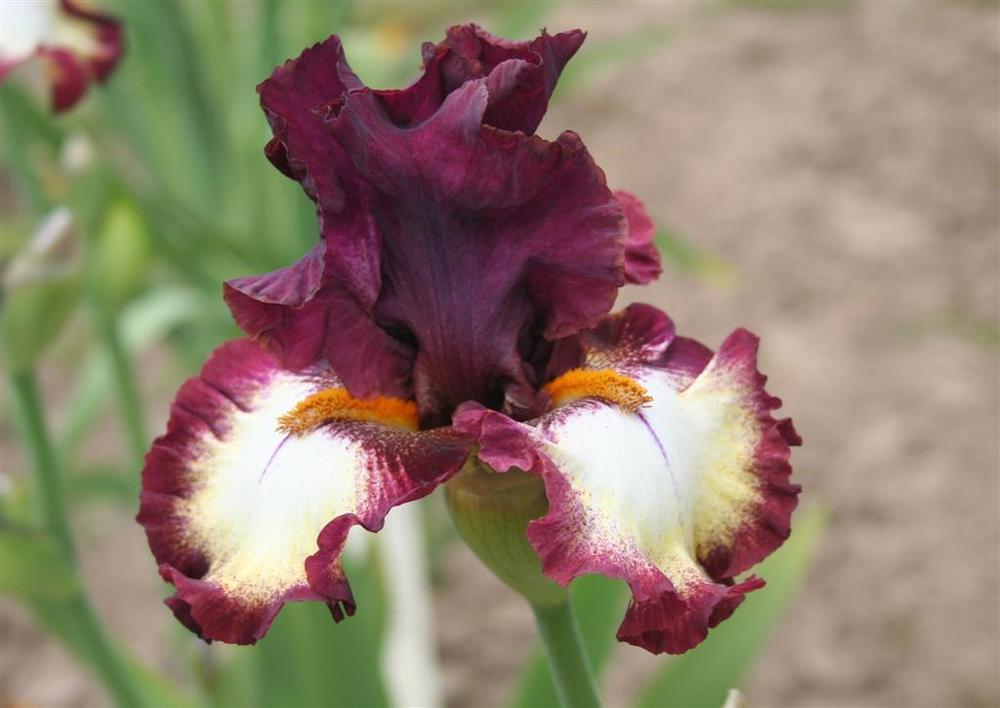 Photo of the bloom of Tall Bearded Iris (Iris 'Class Ring') posted by ...