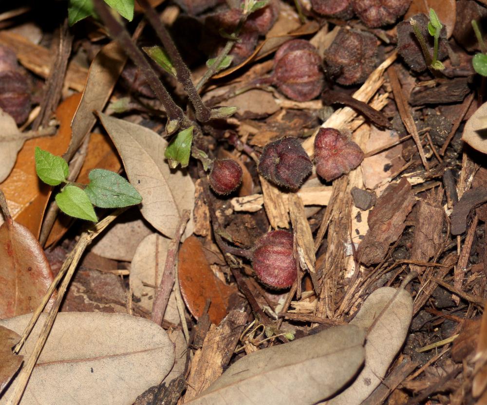 Photo of the seed pods or heads of Virginia snakeroot (Endodeca ...