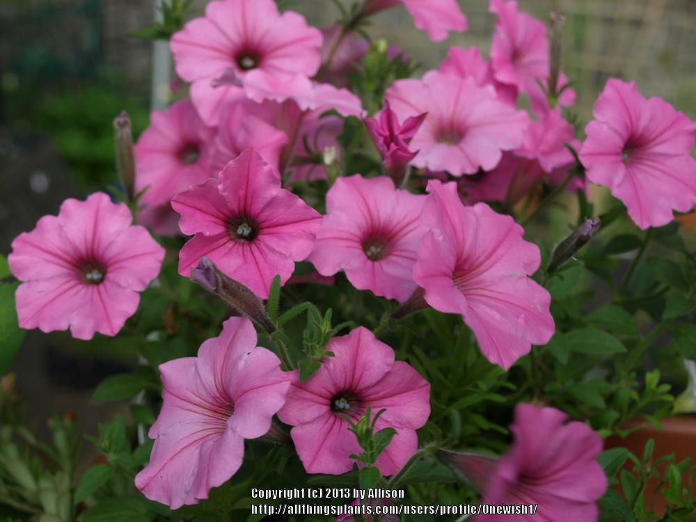 Milliflora Petunia (Petunia Supertunia® Cotton Candy) in the Petunias ...