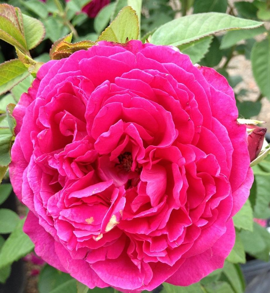 Photo of the bloom of Rose (Rosa 'Ruby Voodoo') posted by Skiekitty ...