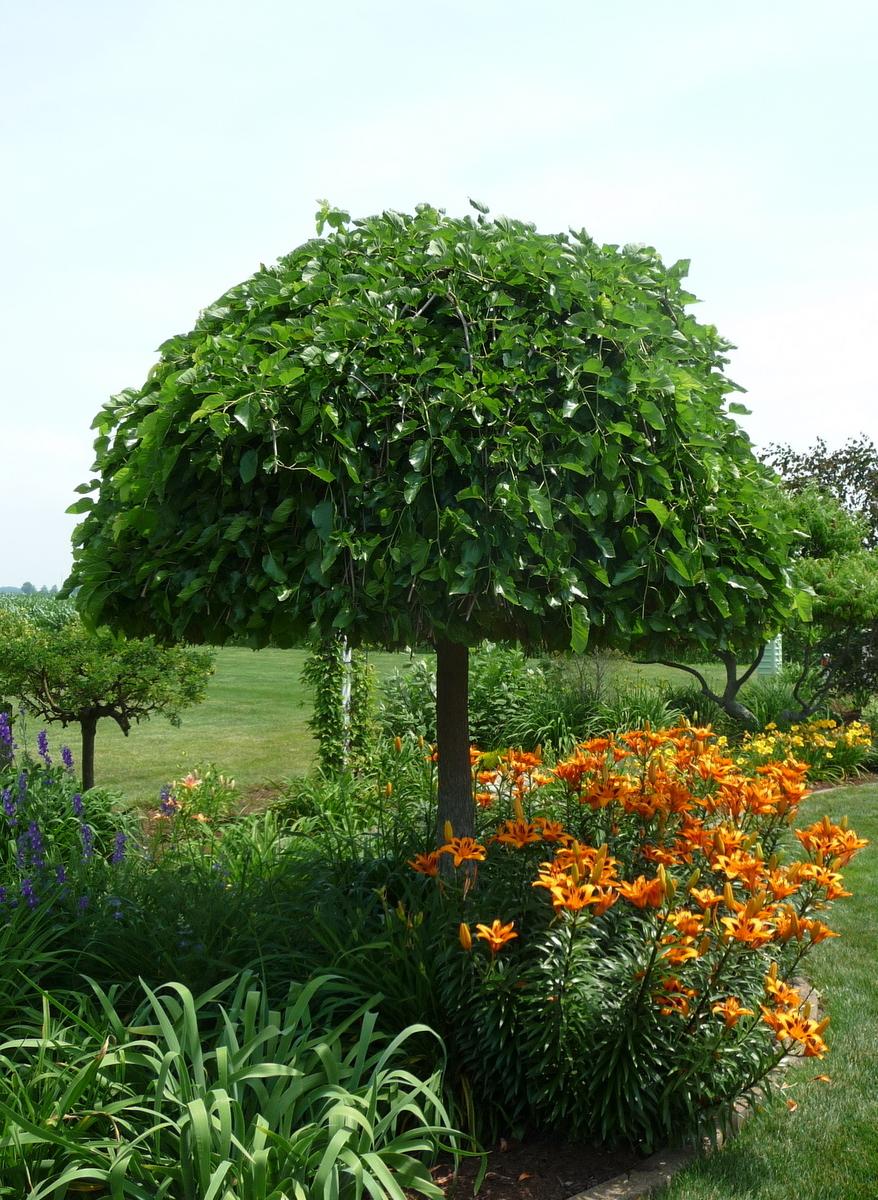 Photo of the entire plant of Black Mulberry (Morus nigra 'Dwarf Weeping ...