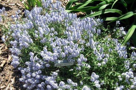 Prostrate Speedwell (Veronica prostrata 'Nestor') in the Veronicas ...