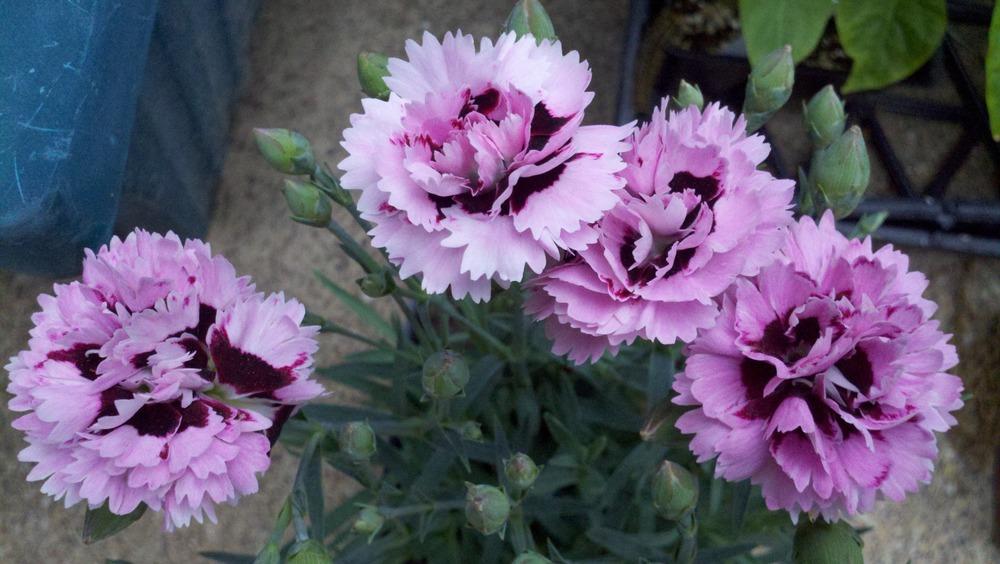 Photo of the bloom of Border Pinks (Dianthus Early Bird™ Fizzy) posted ...