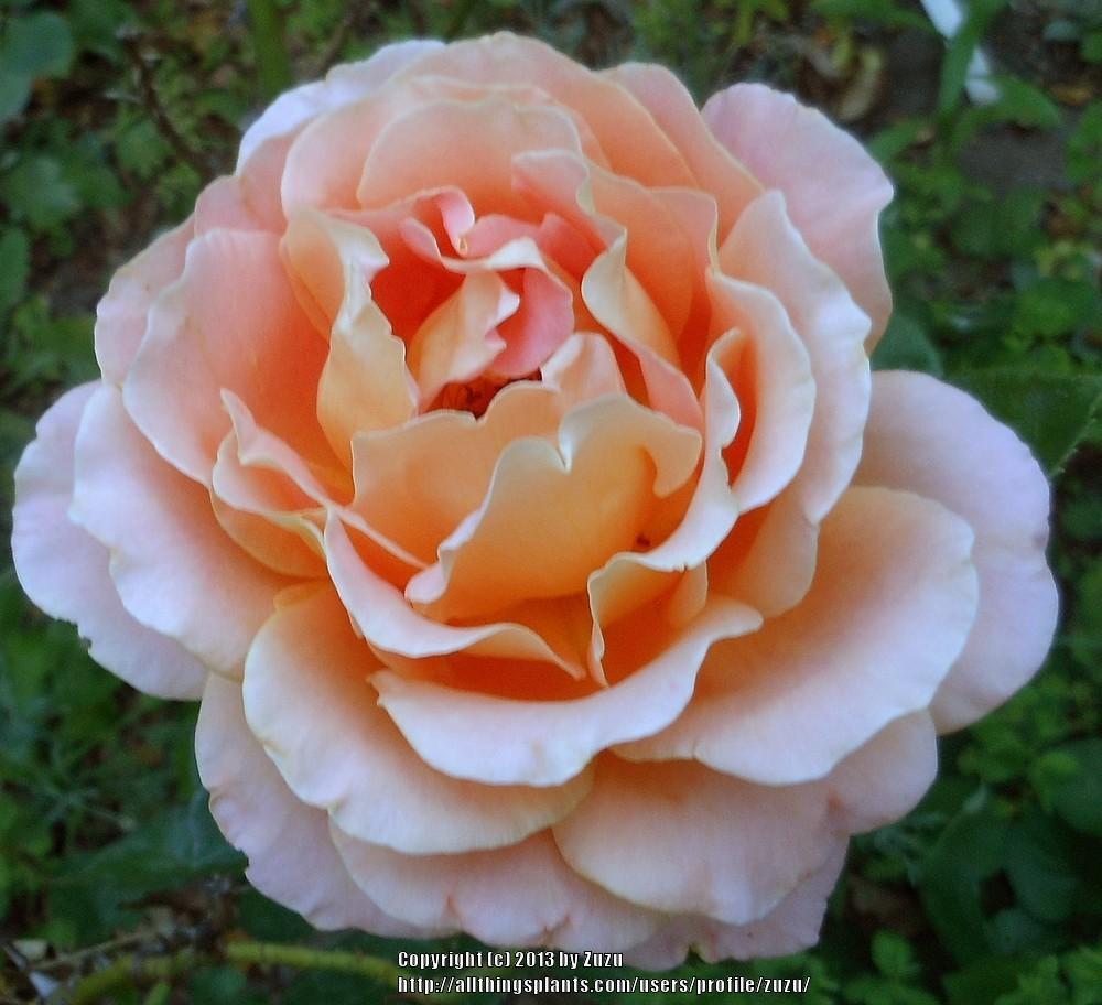 Rose (Rosa 'Alpine Sunset') in the Roses Database - Garden.org