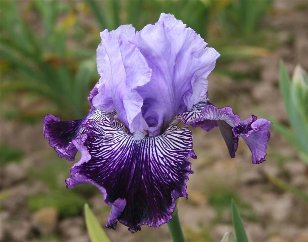 Photo of the bloom of Tall Bearded Iris (Iris 'Secret Weekend') posted ...
