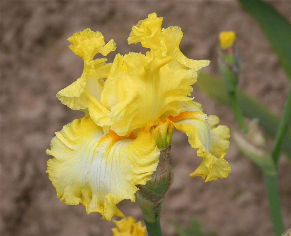 Photo of the bloom of Tall Bearded Iris (Iris 'Sun Shine In') posted by ...