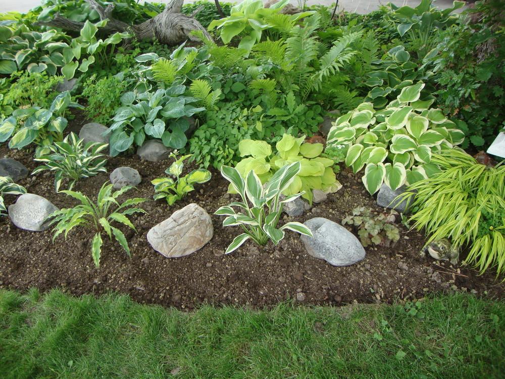 My newly expanded Hosta bed...... in the Hostas forum - Garden.org