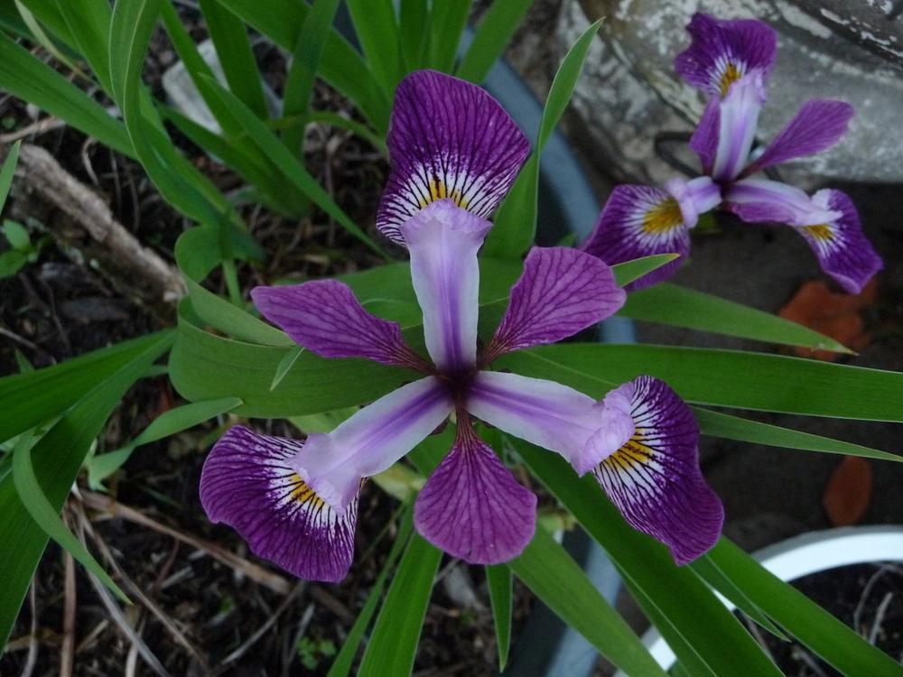 Species Iris (Iris versicolor 'John Wood') in the Irises Database ...
