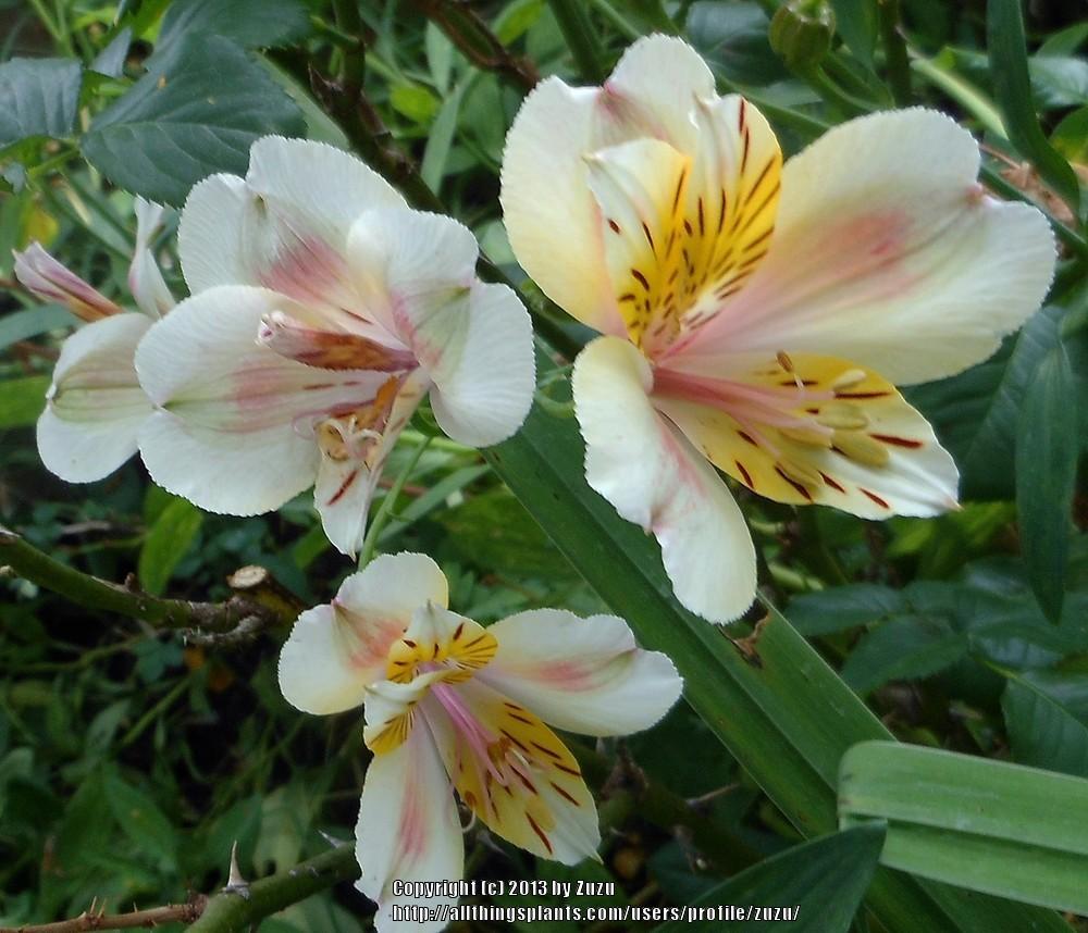 Parrot Lily (Alstroemeria Princess Lilies® Daniela) in the Peruvian ...