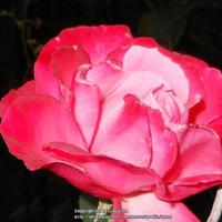 Photo of the bloom of Rose (Rosa 'Milestone') posted by zuzu - Garden.org