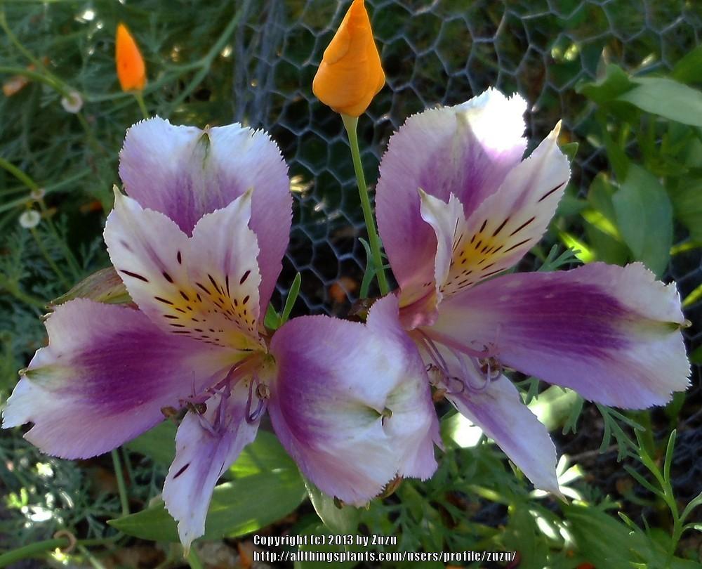 Parrot Lily (Alstroemeria Princess Lilies® Julieta) in the Peruvian ...