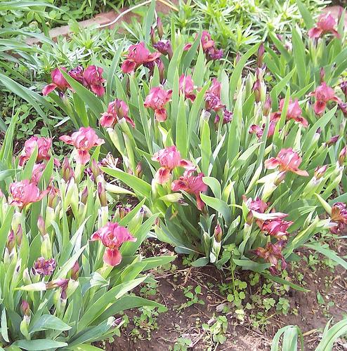 Short early noid in the Irises forum - Garden.org