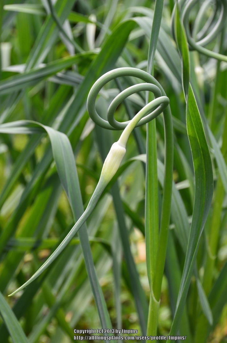 Garlic (Allium sativum 'Killarney Red') in the Garlic Database - Garden.org