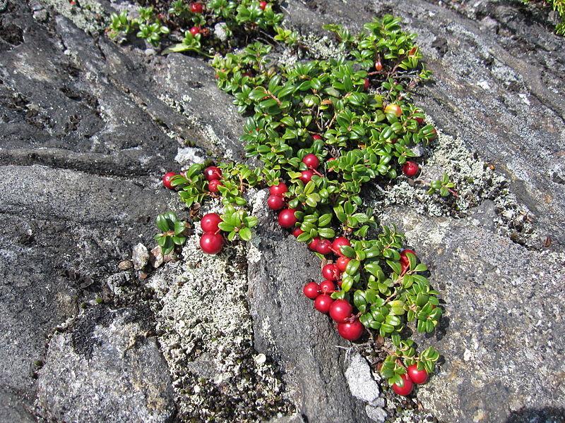Alpine Bearberry (Arctostaphylos alpinus) - Garden.org