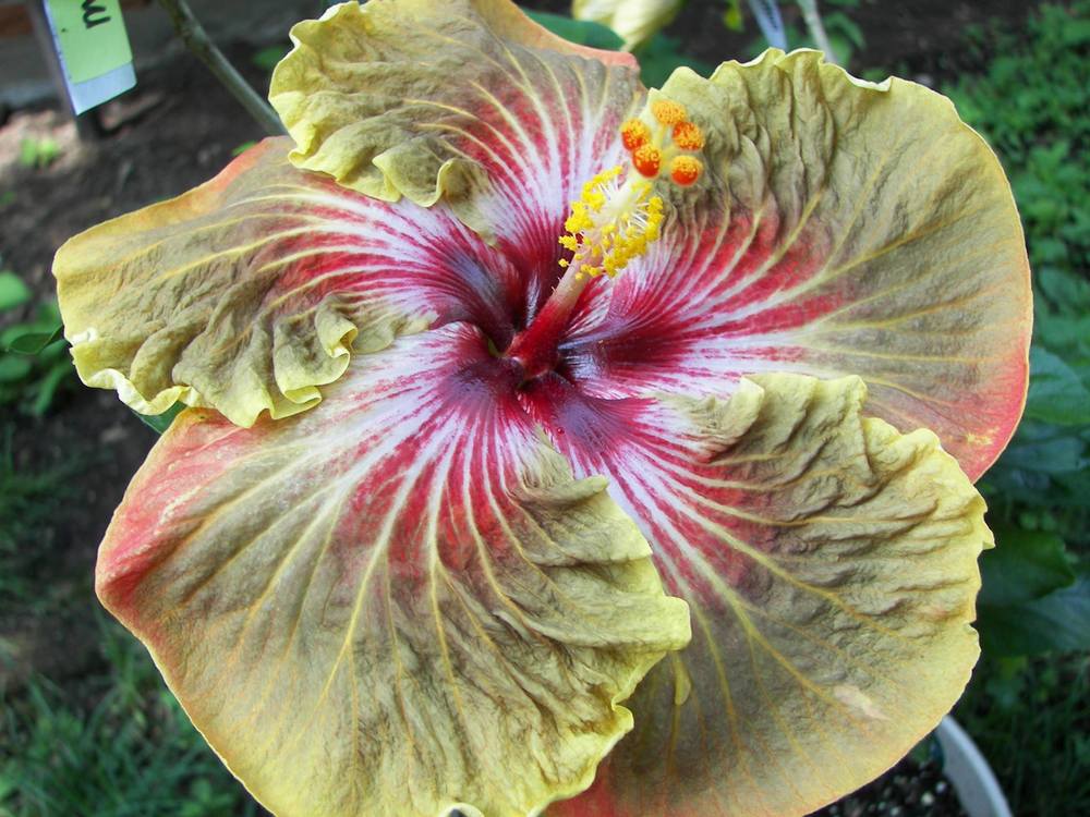 Tropical Hibiscus (Hibiscus rosa-sinensis 'Tigerama') in the Tropical ...