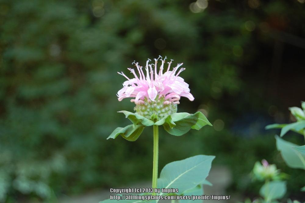 Bee Balm (Monarda didyma 'Violet Queen') in the Bee Balms Database ...