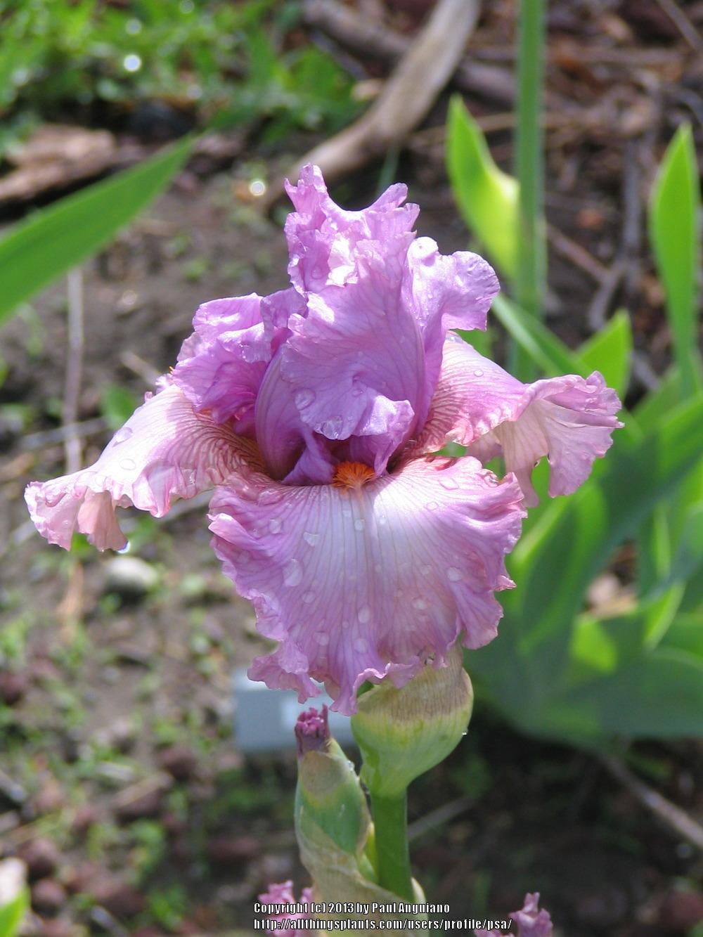Tall Bearded Iris (Iris 'Designer Label') in the Irises Database ...
