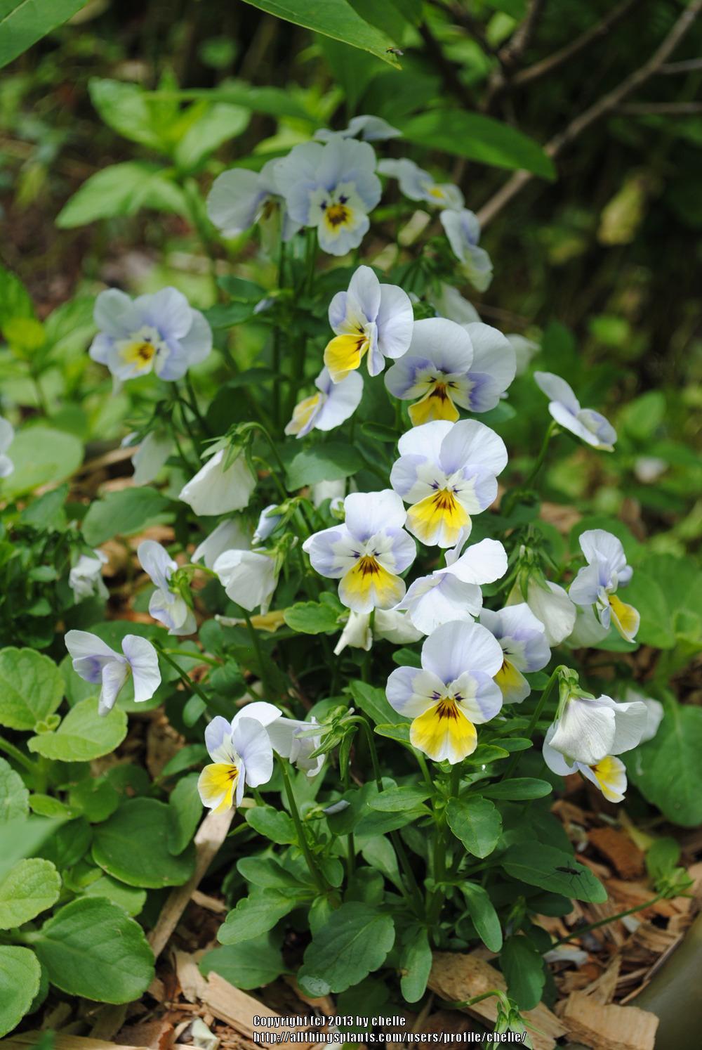Pansy (Viola 'Caramel Angelo') in the Violas Database - Garden.org