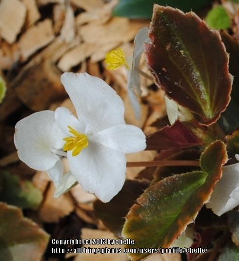 Begonia Cocktail® Whiskey in the Begonias Database - Garden.org