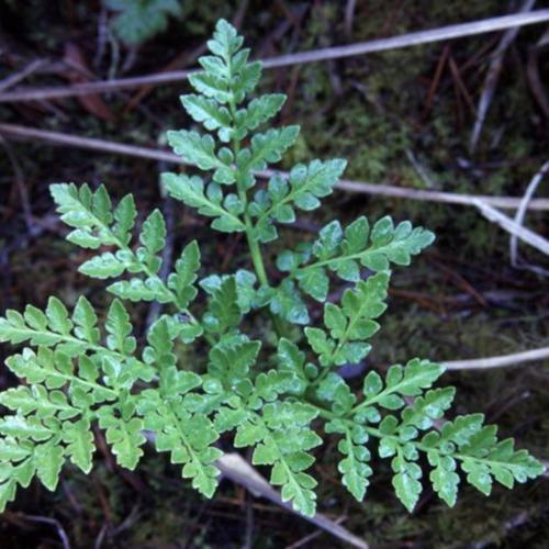 Broadleaf Grape Fern (Sceptridium multifidum) - Garden.org