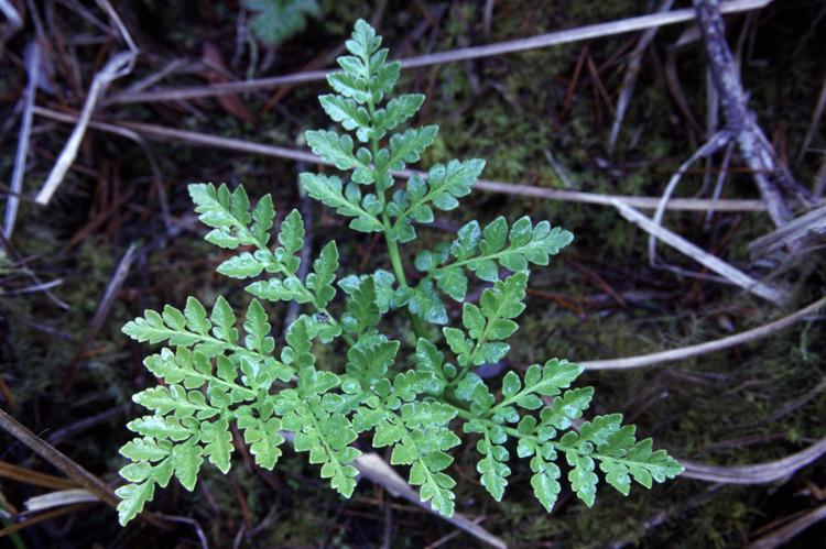 Broadleaf Grape Fern (Sceptridium multifidum) - Garden.org
