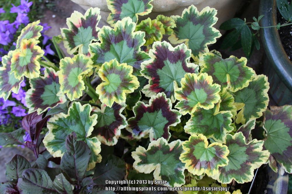 Photo of the leaves of Zonal Geranium (Pelargonium x hortorum 'Mrs ...